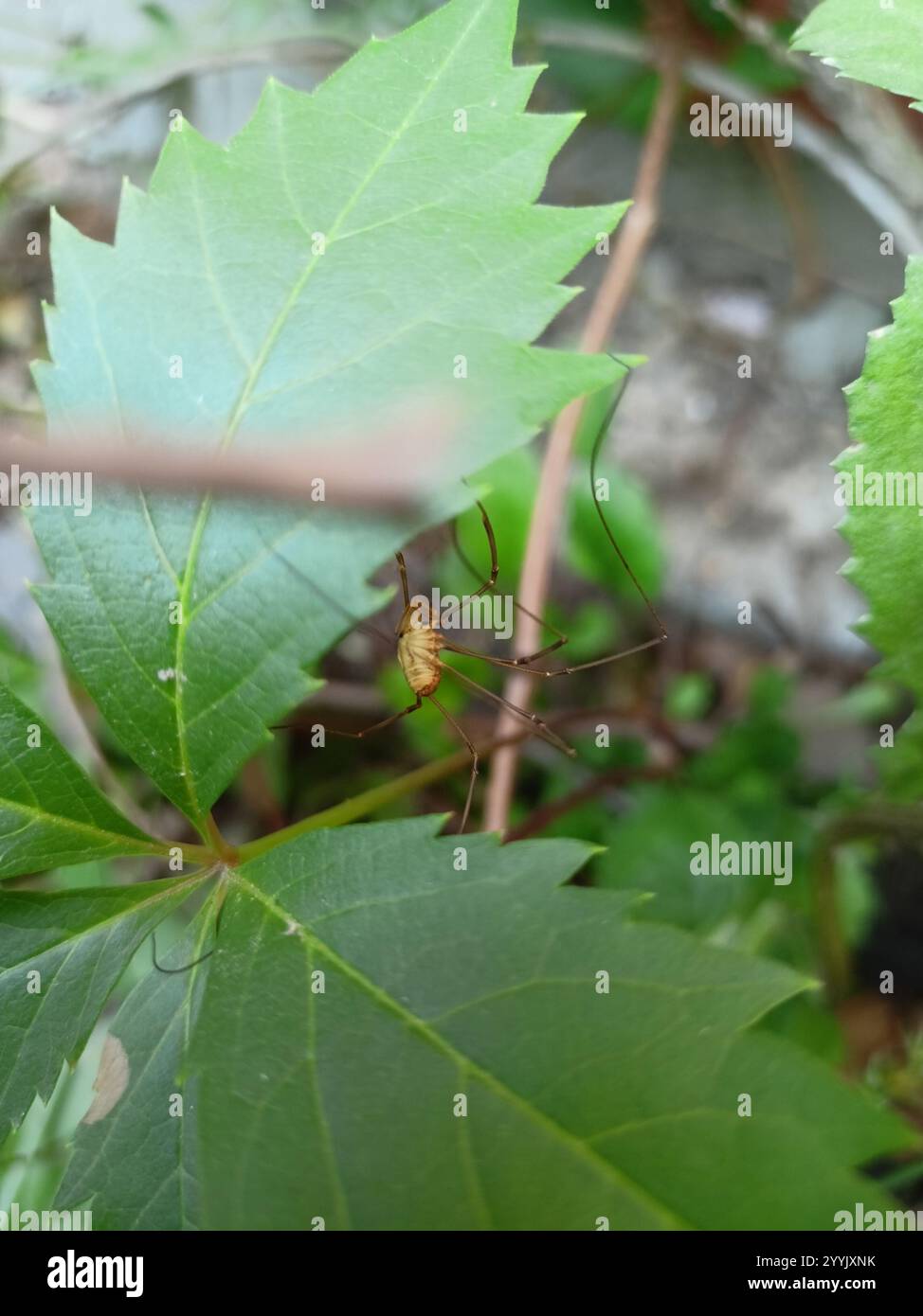 European Harvestman (Phalangium opilio Stock Photo - Alamy