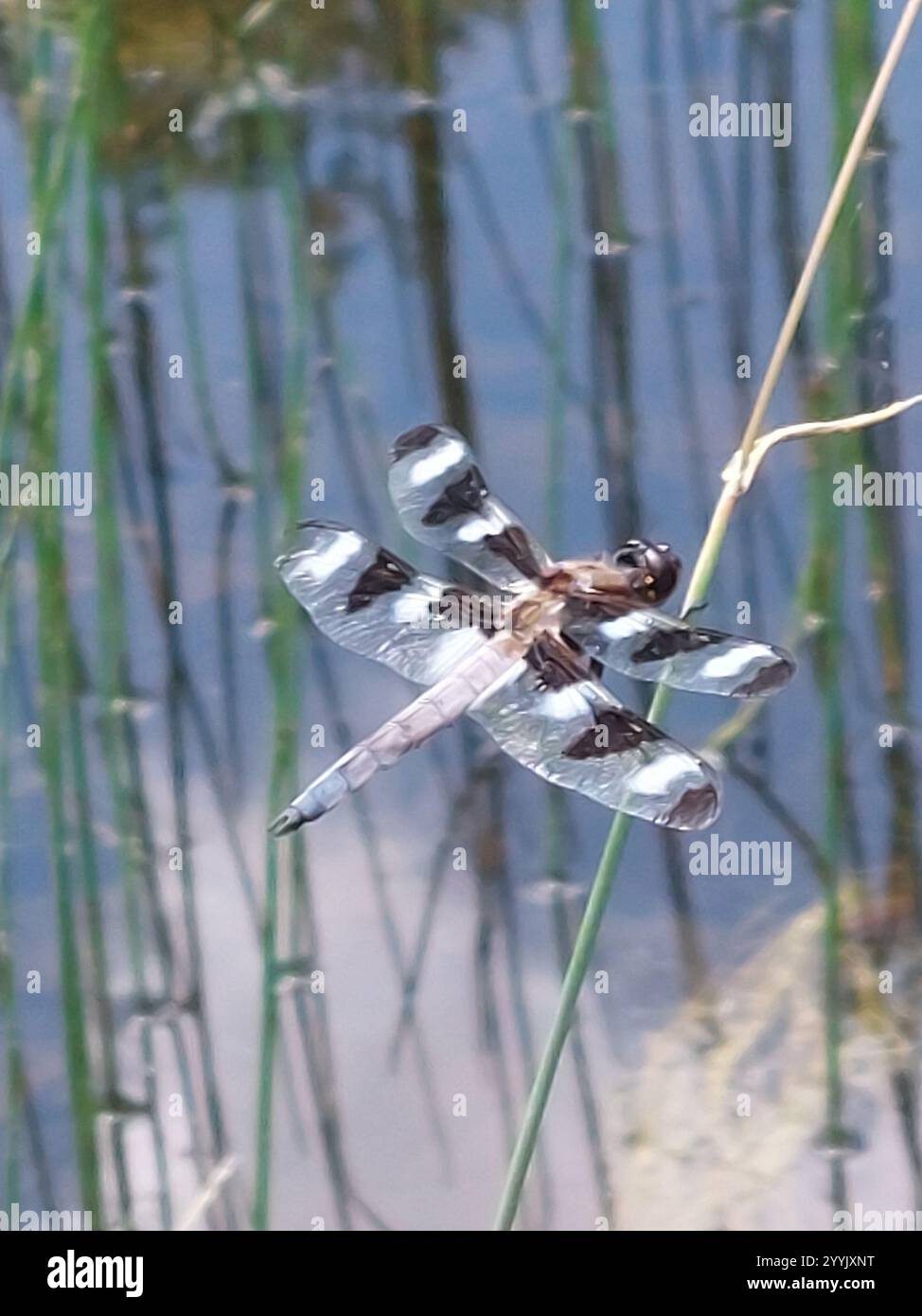 Twelve-spotted Skimmer (Libellula pulchella Stock Photo - Alamy