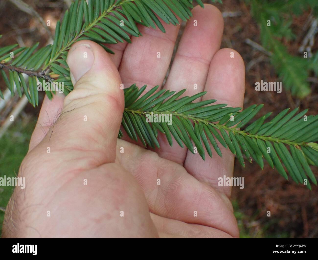 Pacific yew (Taxus brevifolia Stock Photo - Alamy