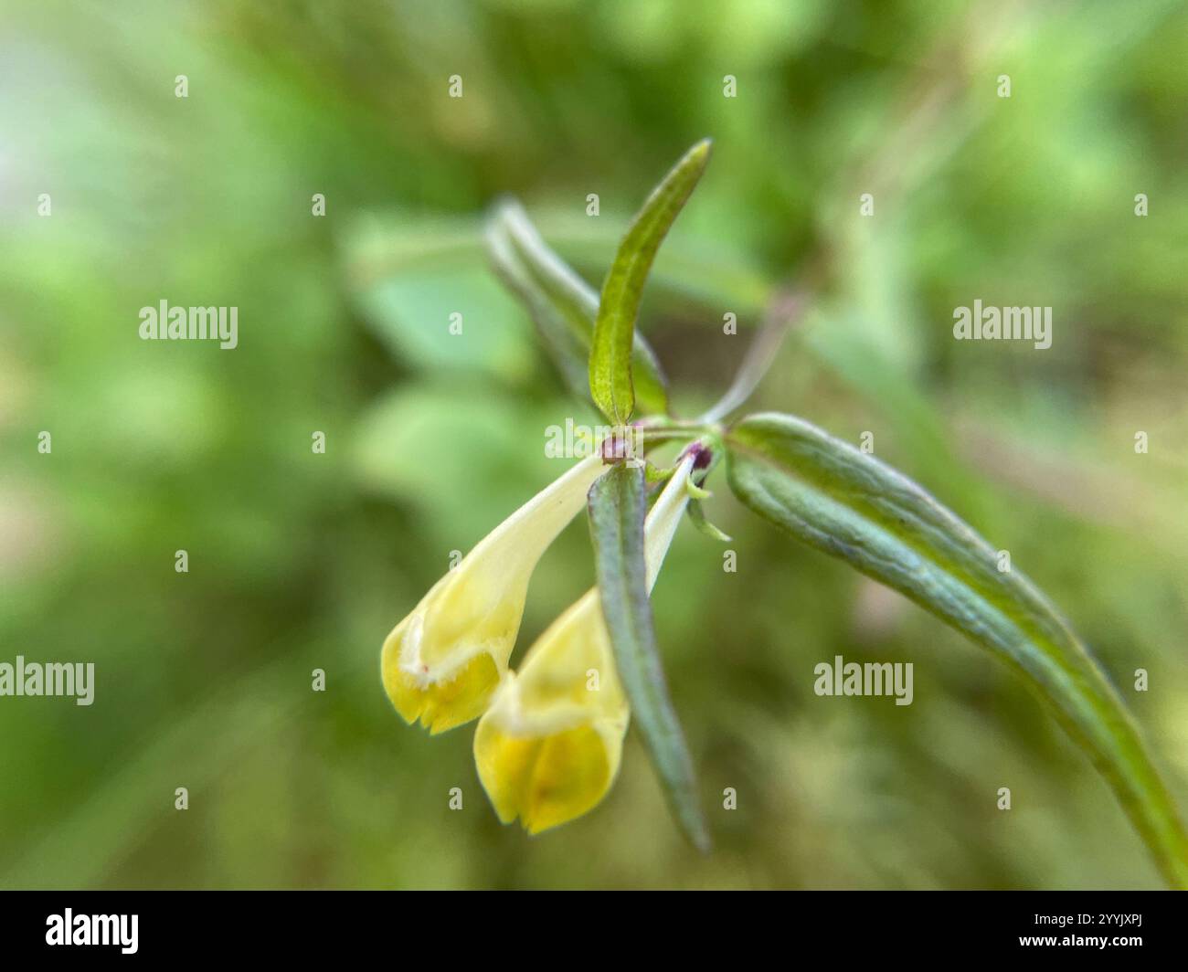 Common Cow-wheat (Melampyrum pratense Stock Photo - Alamy