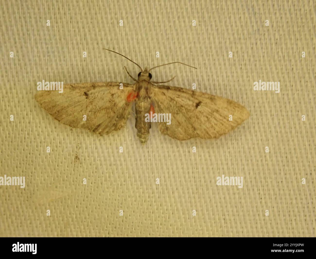 Pug Moths (Eupithecia Stock Photo - Alamy