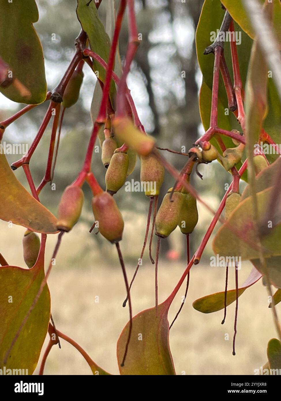Box Mistletoe (Amyema miquelii Stock Photo - Alamy