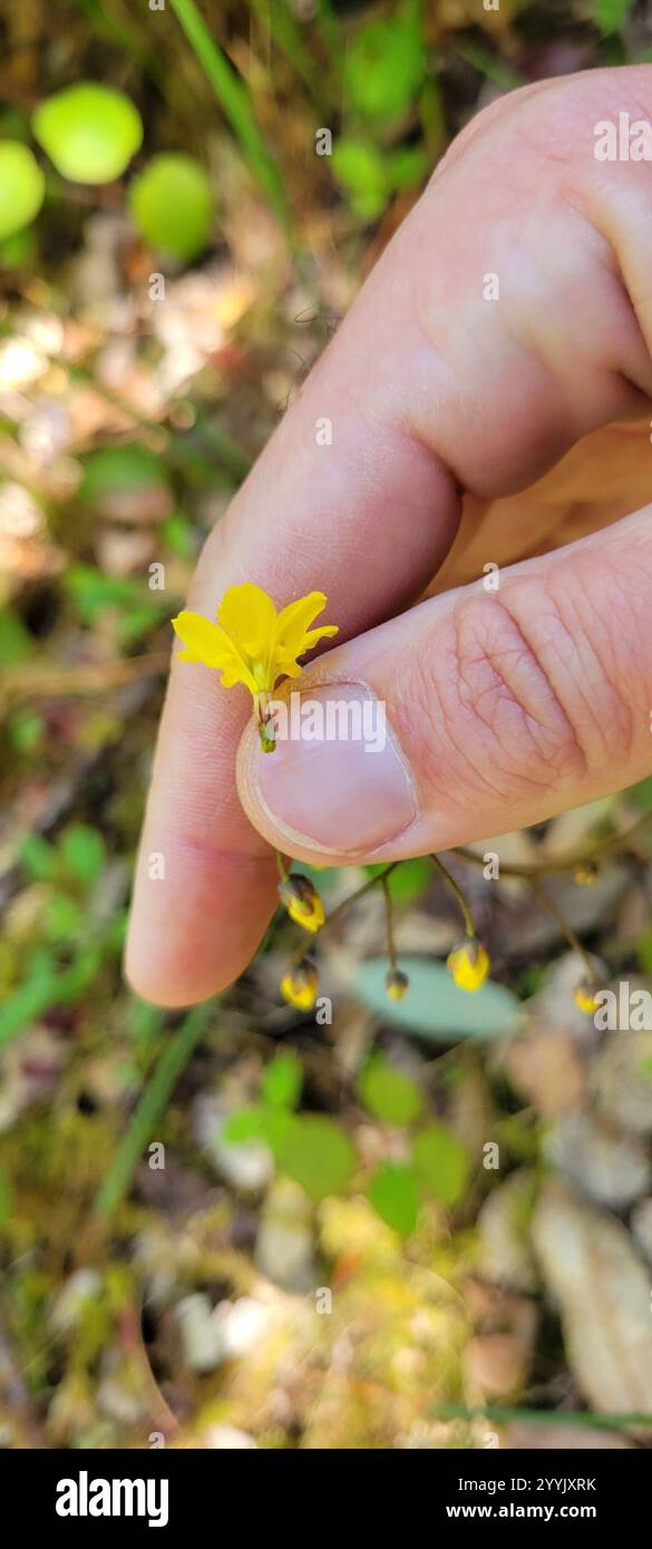 Siskiyou inside-out-flower (Vancouveria chrysantha Stock Photo - Alamy