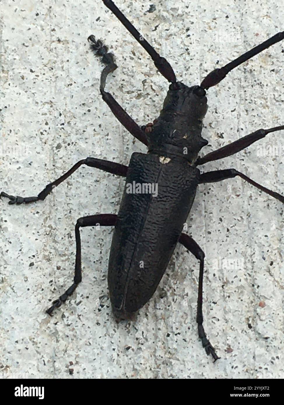 White-spotted Sawyer (Monochamus scutellatus Stock Photo - Alamy