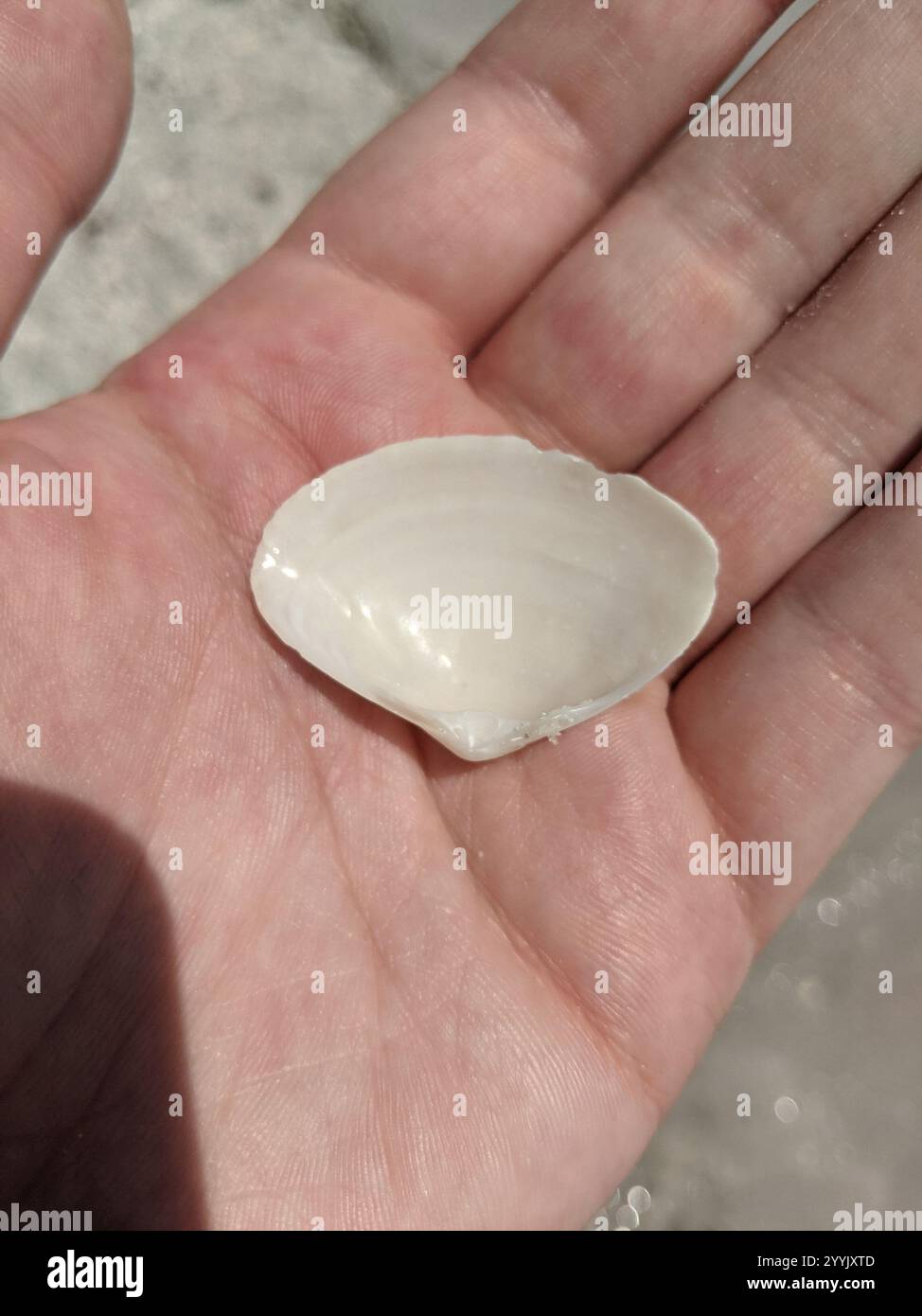 Southern Surfclam (Spisula raveneli Stock Photo - Alamy