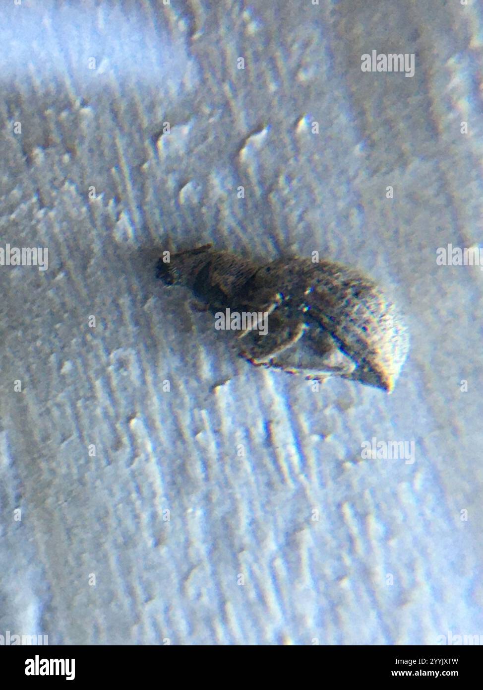 Strawberry Root Weevil (Sciaphilus asperatus Stock Photo - Alamy