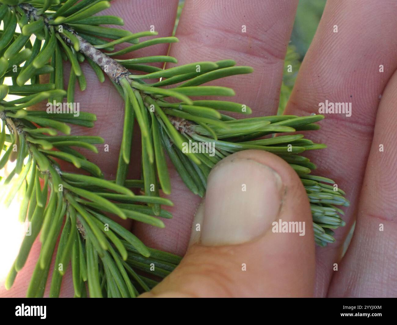 subalpine fir (Abies lasiocarpa Stock Photo - Alamy