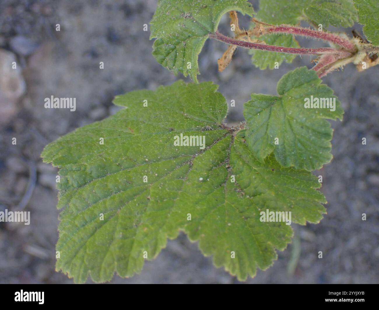 sticky currant (Ribes viscosissimum Stock Photo - Alamy
