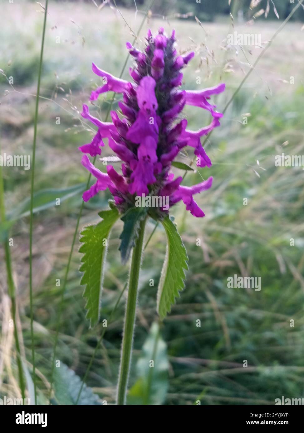 common hedge-nettle (Betonica officinalis Stock Photo - Alamy