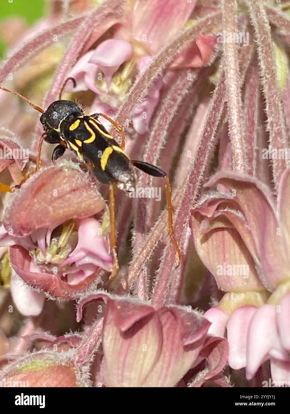 Round-necked Longhorn Beetle (Clytus ruricola Stock Photo - Alamy