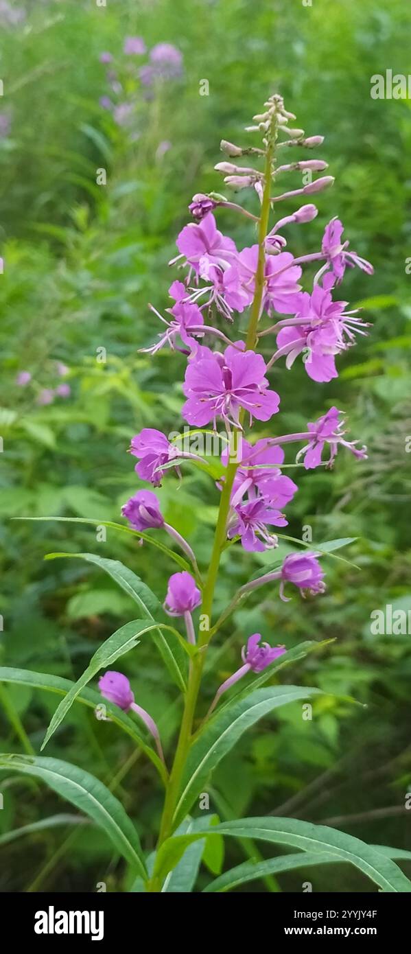 fireweed (Chamaenerion angustifolium Stock Photo - Alamy