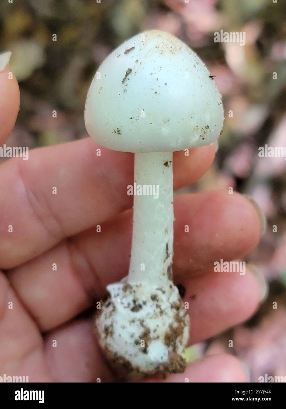Eastern North American Destroying Angel (Amanita bisporigera Stock ...