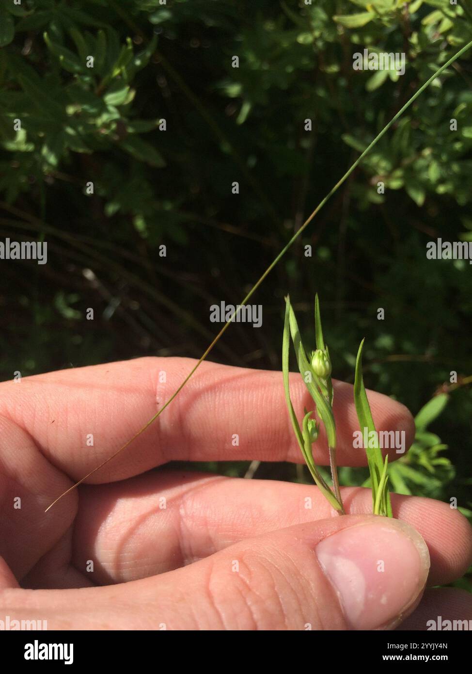 northern bog aster (Symphyotrichum boreale Stock Photo - Alamy