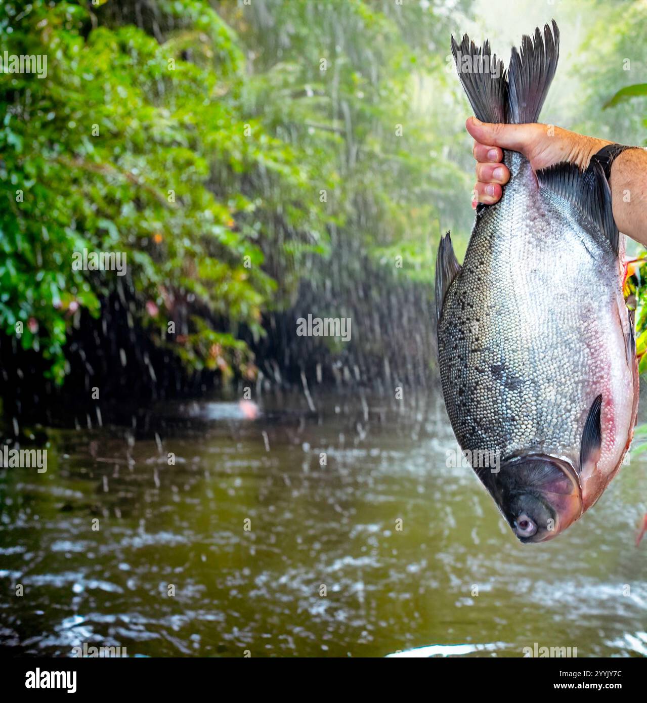Wild Tambaqui fish Colossoma macropomum traditional Brazilian ...
