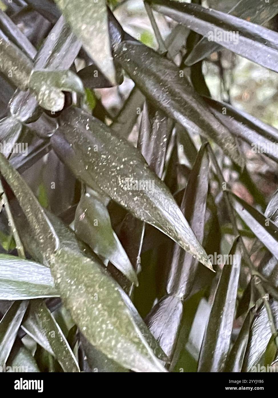 candle vine (Pothos longipes Stock Photo - Alamy
