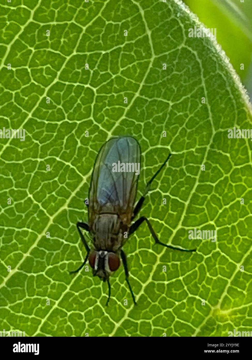 Common Tiger Fly (Coenosia tigrina Stock Photo - Alamy