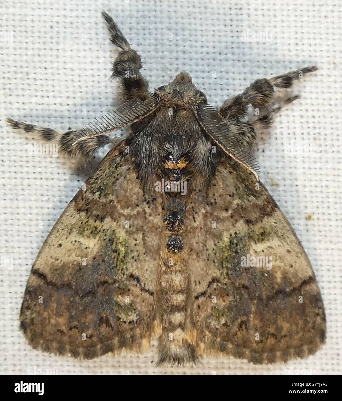 Southern Tussock Moth (Dasychira meridionalis Stock Photo - Alamy