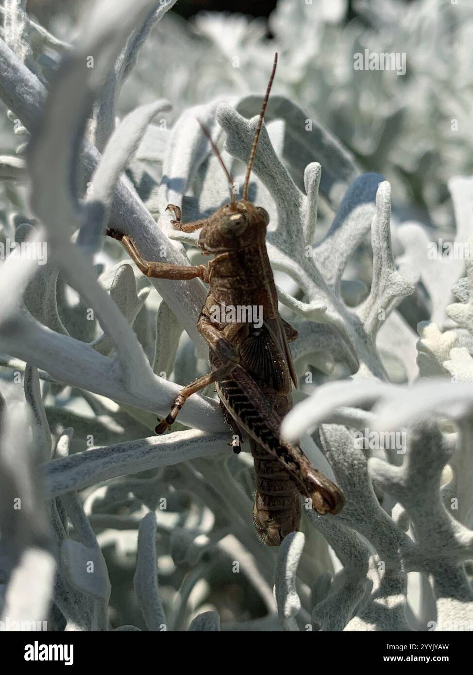 North American Spur-throated Grasshoppers (Melanoplus Stock Photo - Alamy