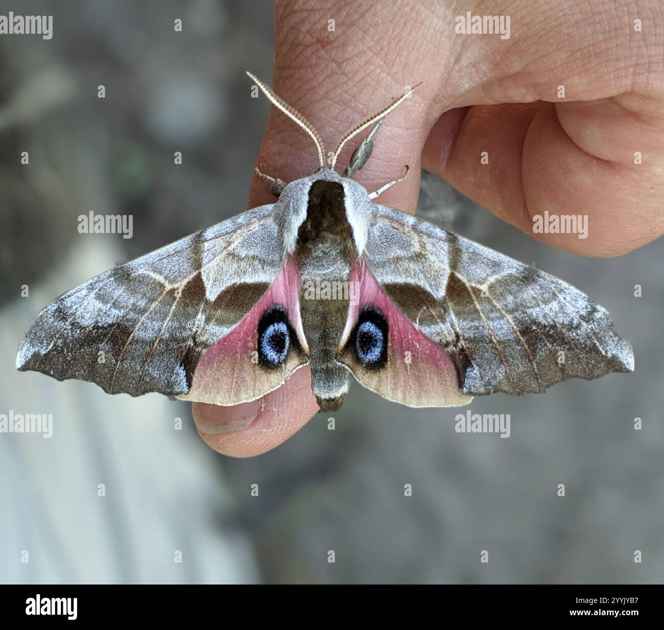 Western Eyed Sphinx (Smerinthus ophthalmica Stock Photo - Alamy