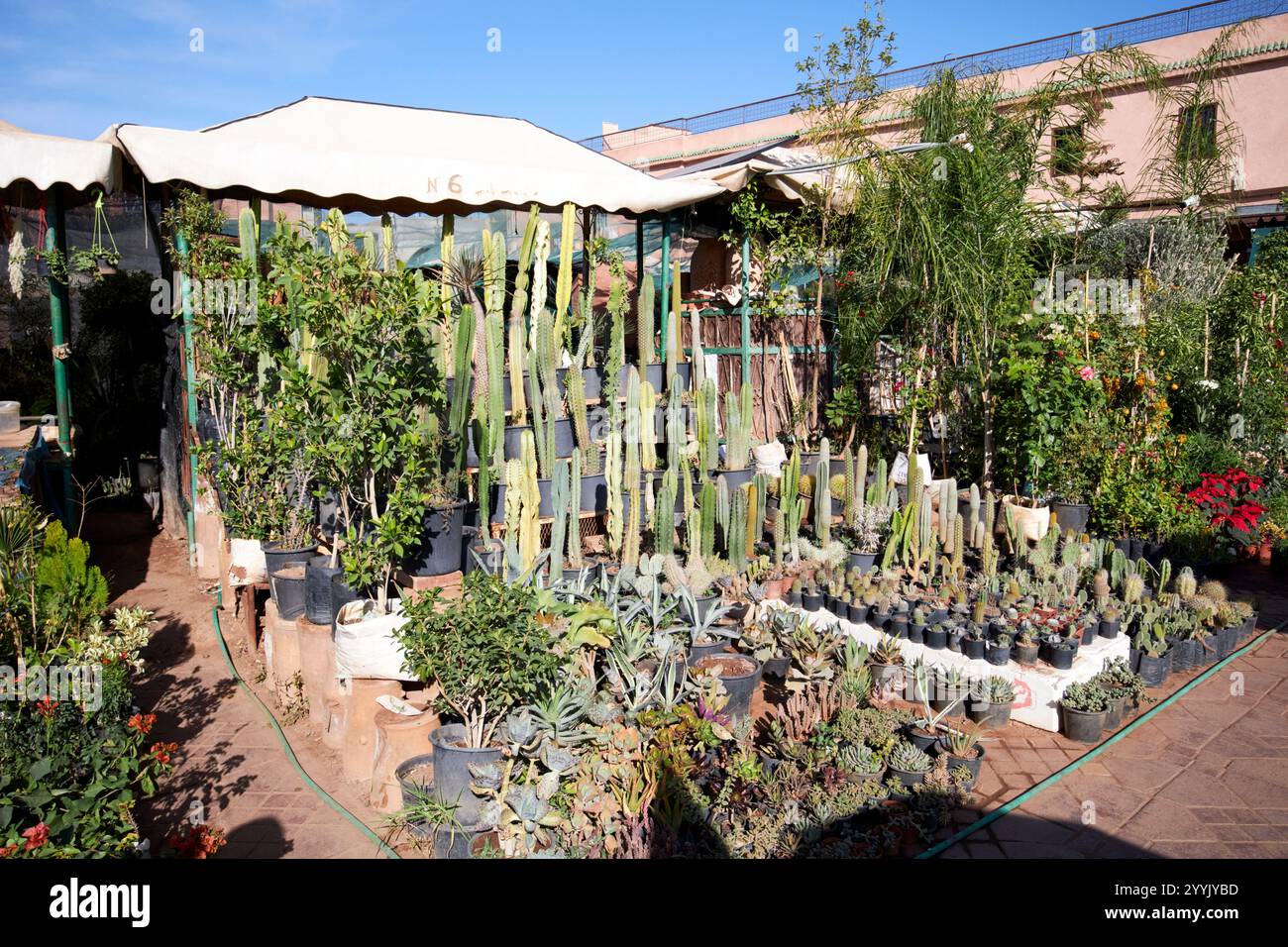 cactus and local garden plants on a stall in jemaa el-fna square ...