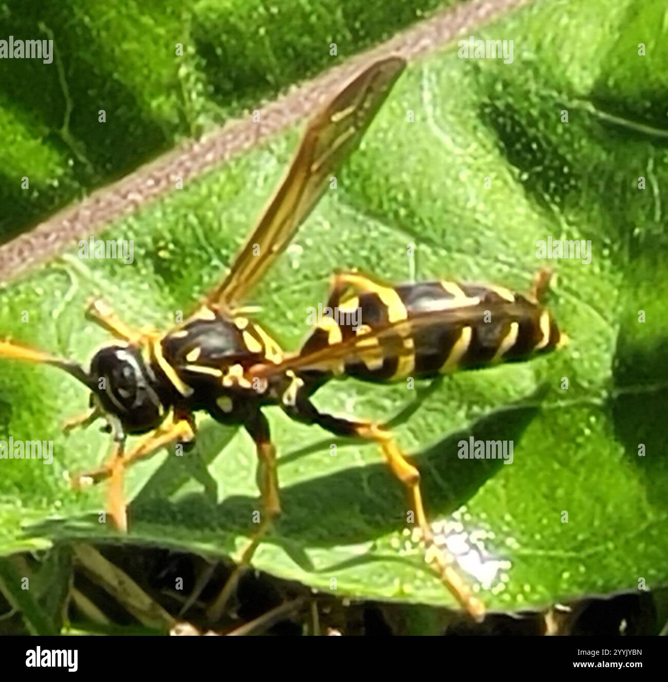 European Paper Wasp (Polistes dominula Stock Photo - Alamy