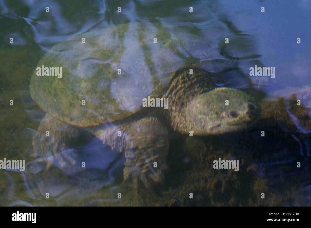 Common Snapping Turtle (Chelydra serpentina Stock Photo - Alamy