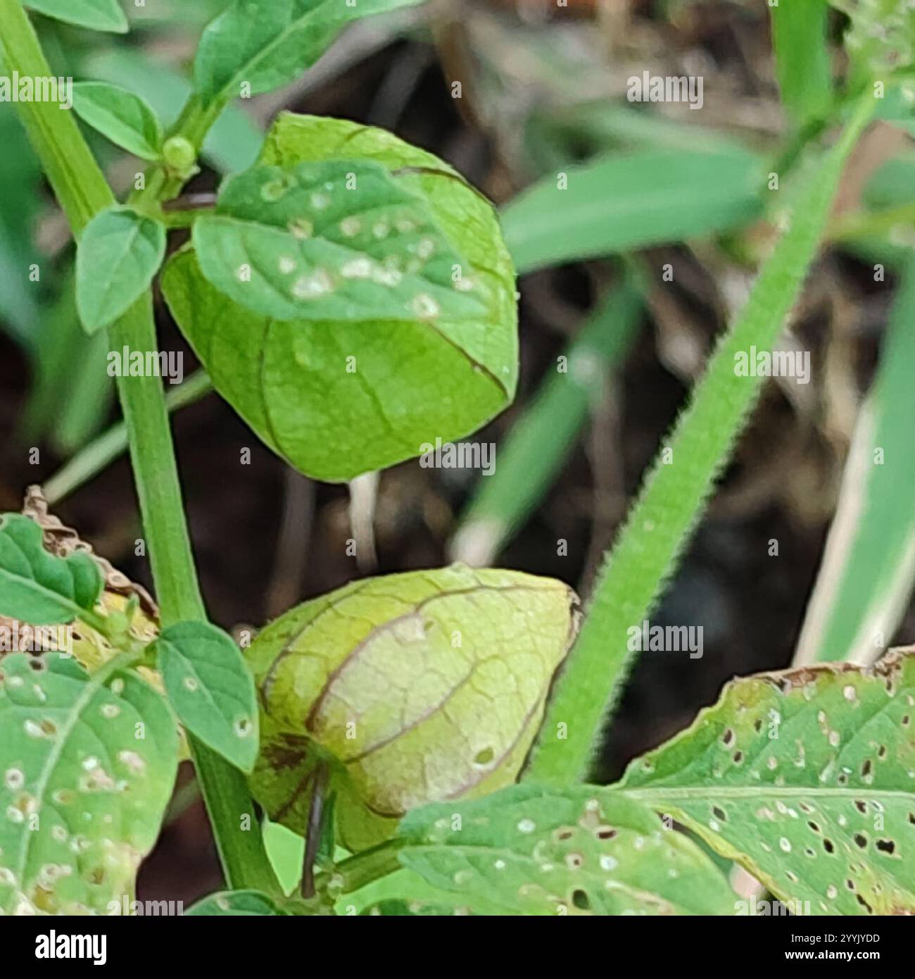 cutleaf groundcherry (Physalis angulata Stock Photo - Alamy