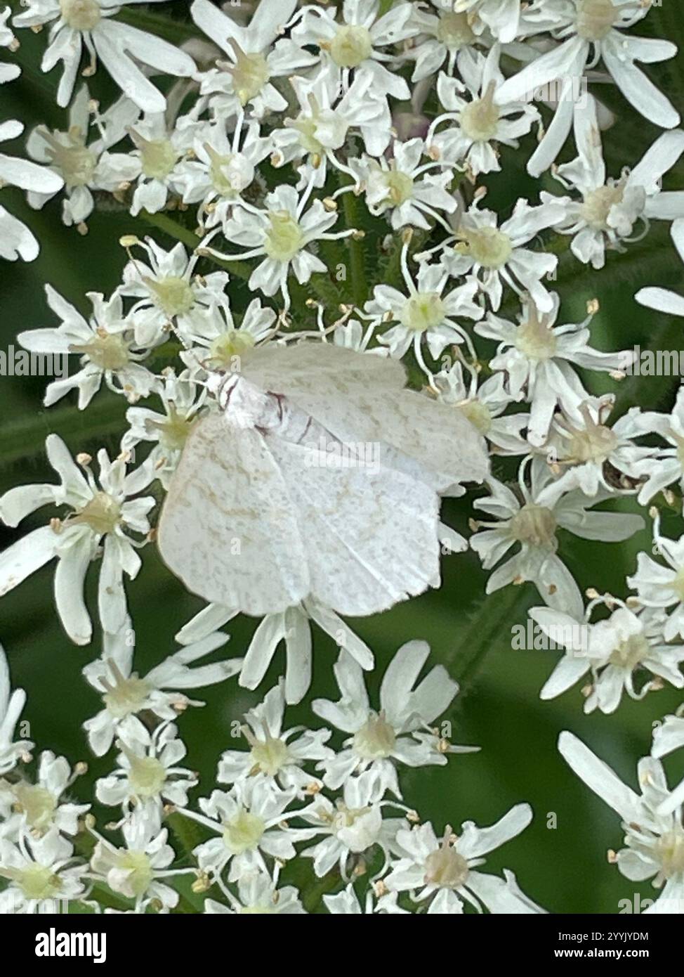 Northern Wave Moth (Cabera exanthemata Stock Photo - Alamy