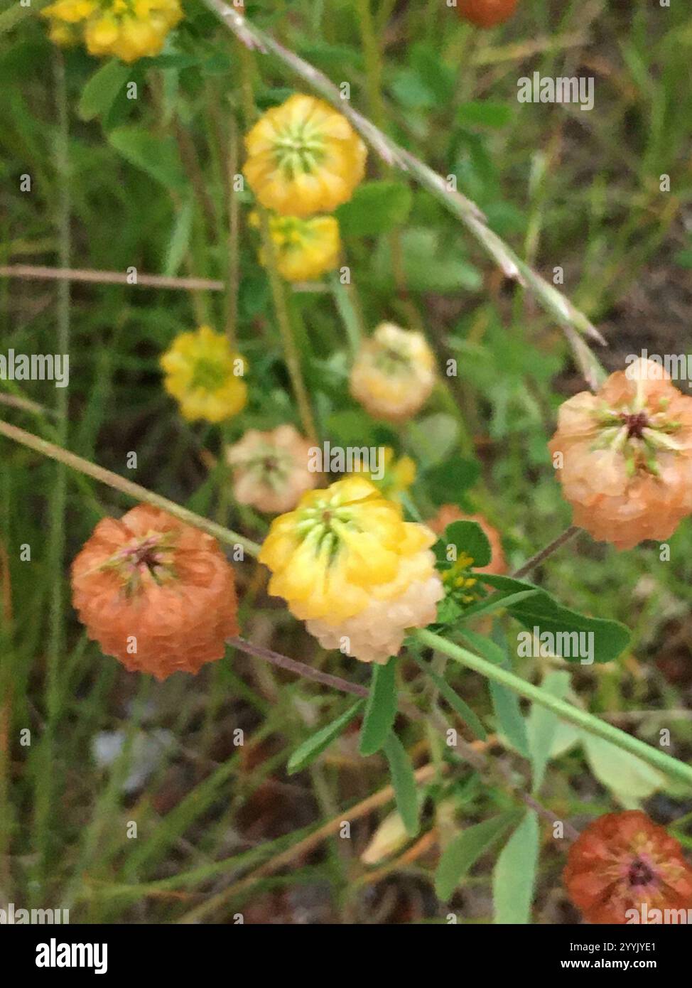 Trifolium aureum hi-res stock photography and images - Alamy