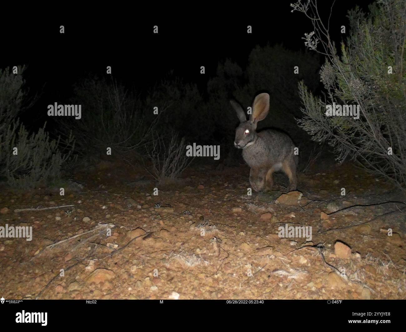 Riverine Rabbit (Bunolagus monticularis Stock Photo - Alamy