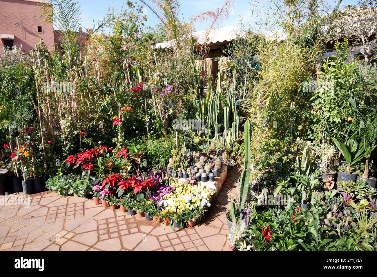 cactus and local garden plants on a stall in jemaa el-fna square ...