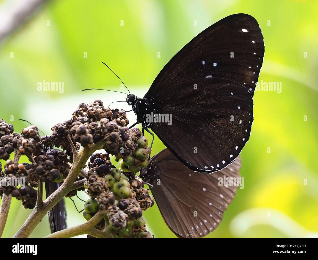 Double-branded Crow Butterfly (Euploea sylvester Stock Photo - Alamy