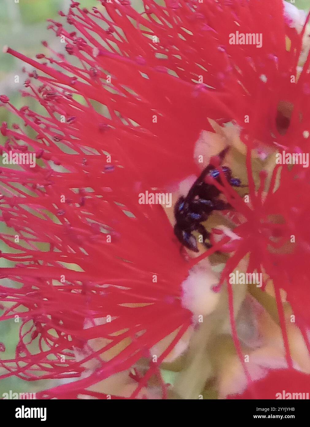 Spiny-legged Stingless bee (Trigona spinipes Stock Photo - Alamy