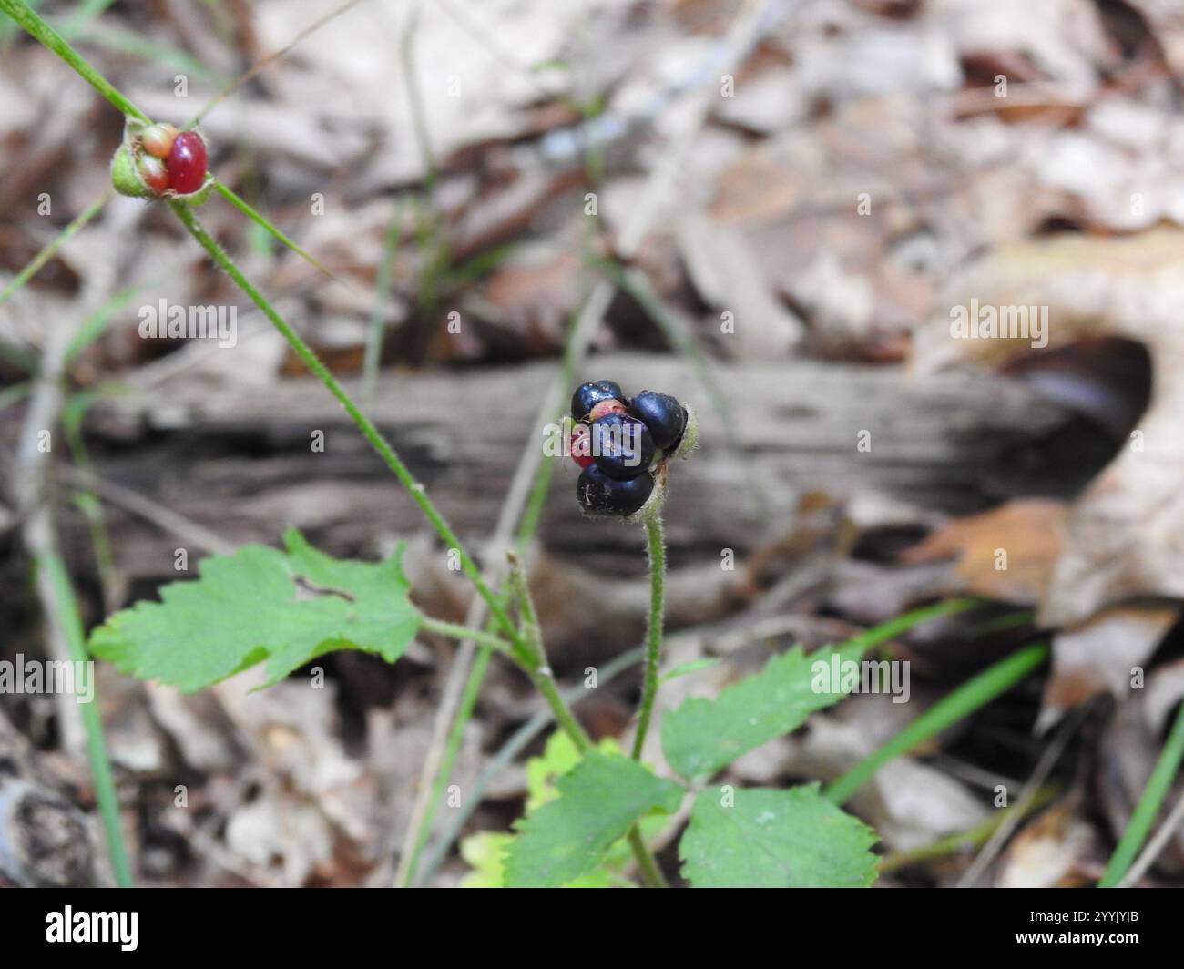 Common Dewberry (Rubus flagellaris Stock Photo - Alamy