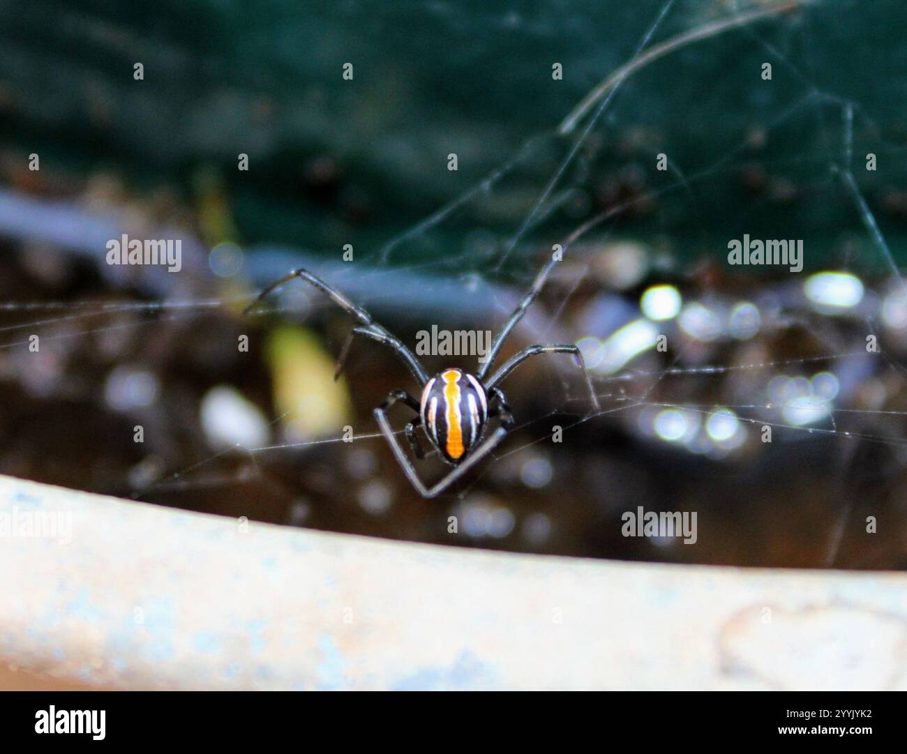 Widow Spiders (Latrodectus Stock Photo - Alamy