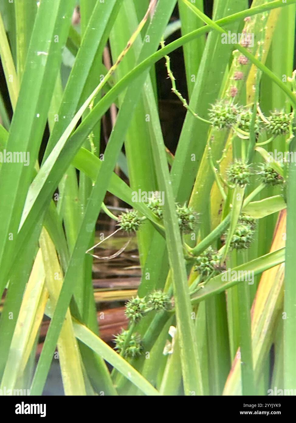 Branched Bur-reed (Sparganium erectum Stock Photo - Alamy