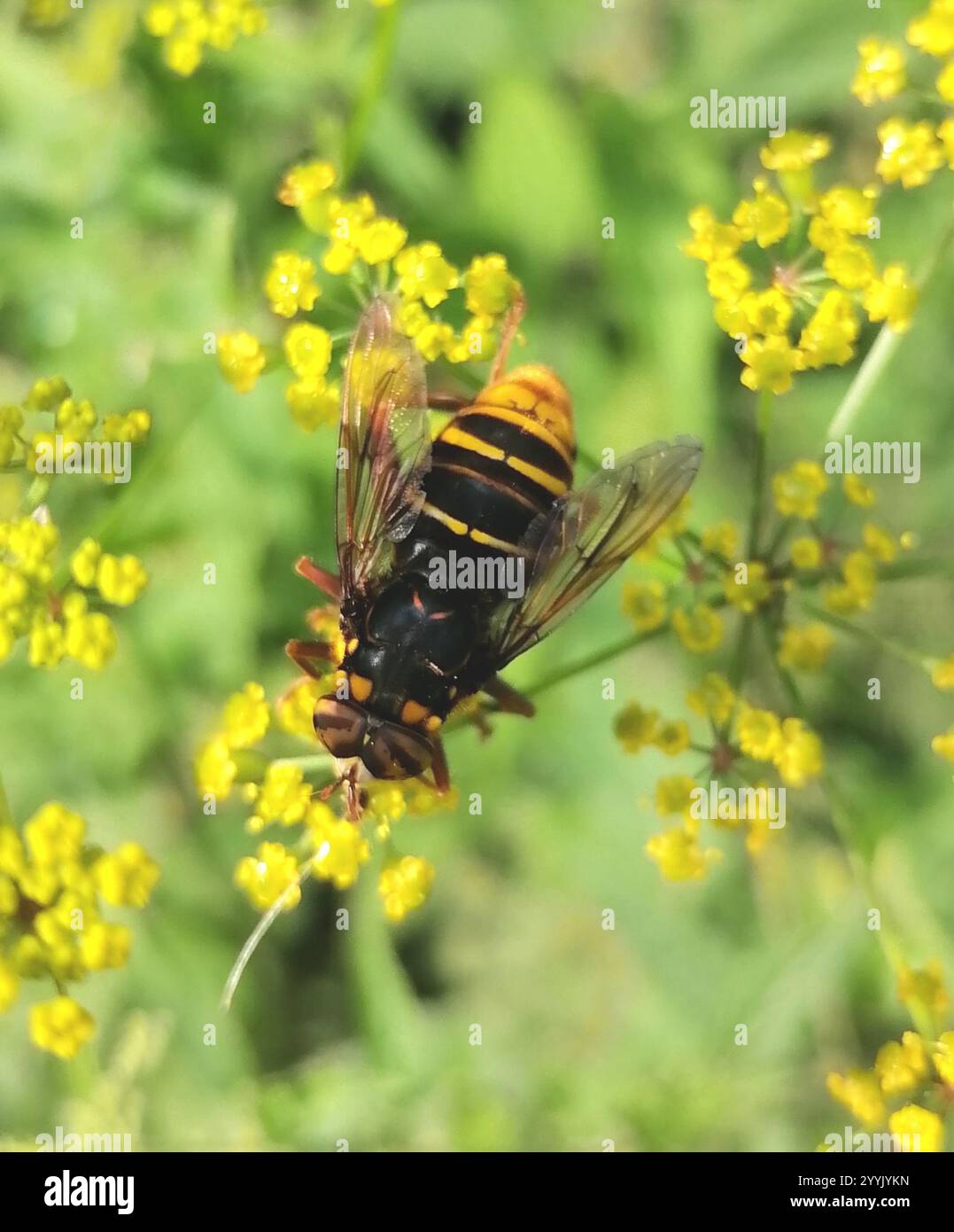 Spilomyia hi-res stock photography and images - Alamy