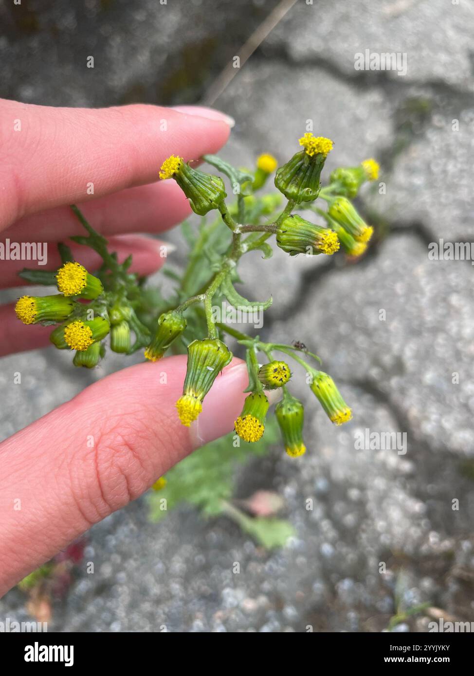 common groundsel (Senecio vulgaris Stock Photo - Alamy