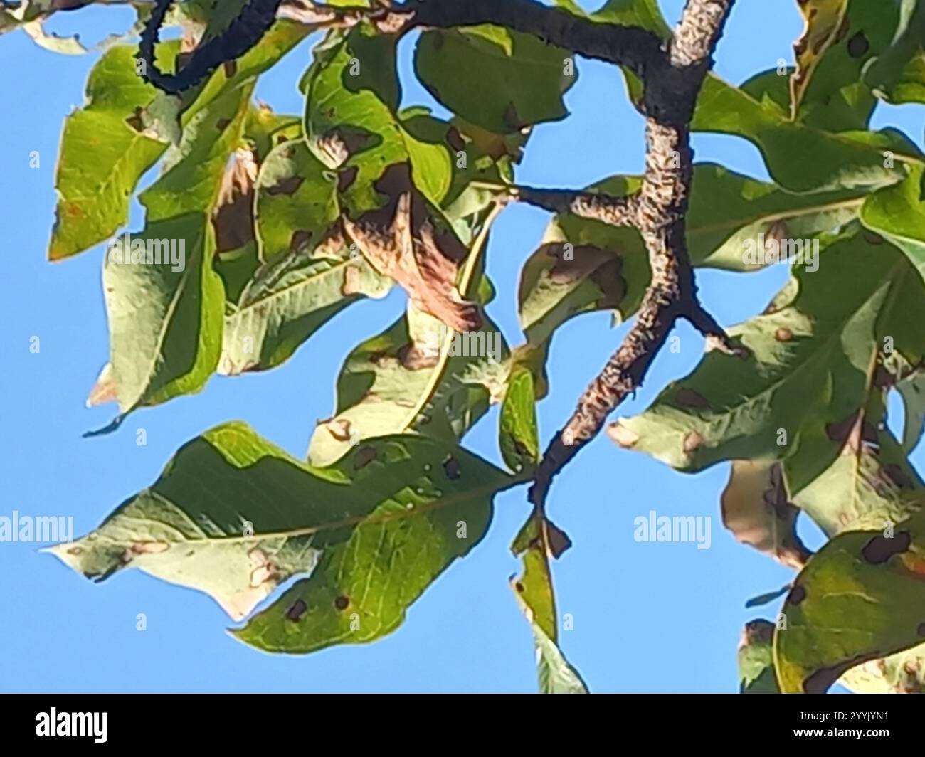 Broadleaf Beechwood (Faurea rochetiana Stock Photo - Alamy