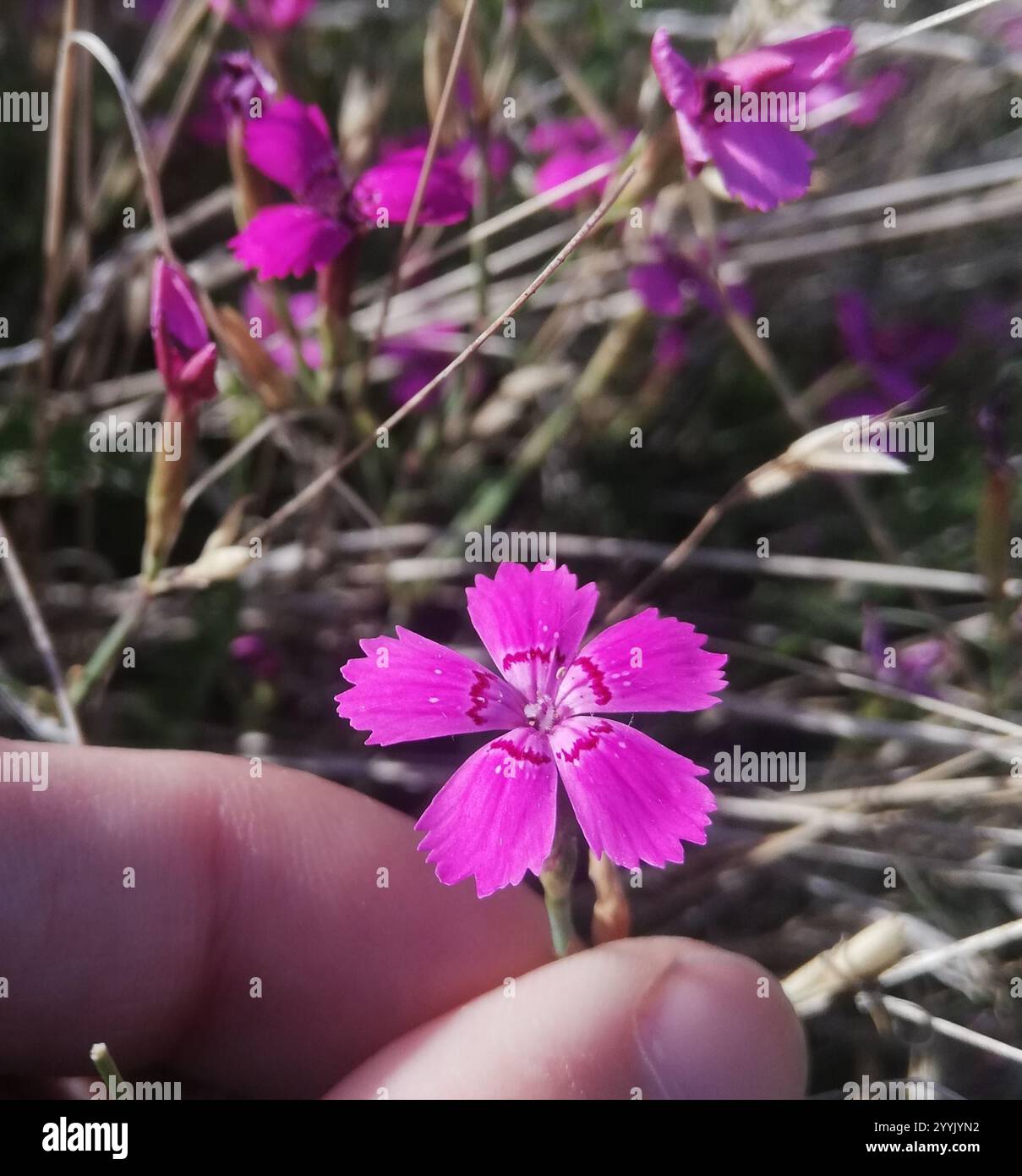 Maiden Pink (Dianthus deltoides Stock Photo - Alamy