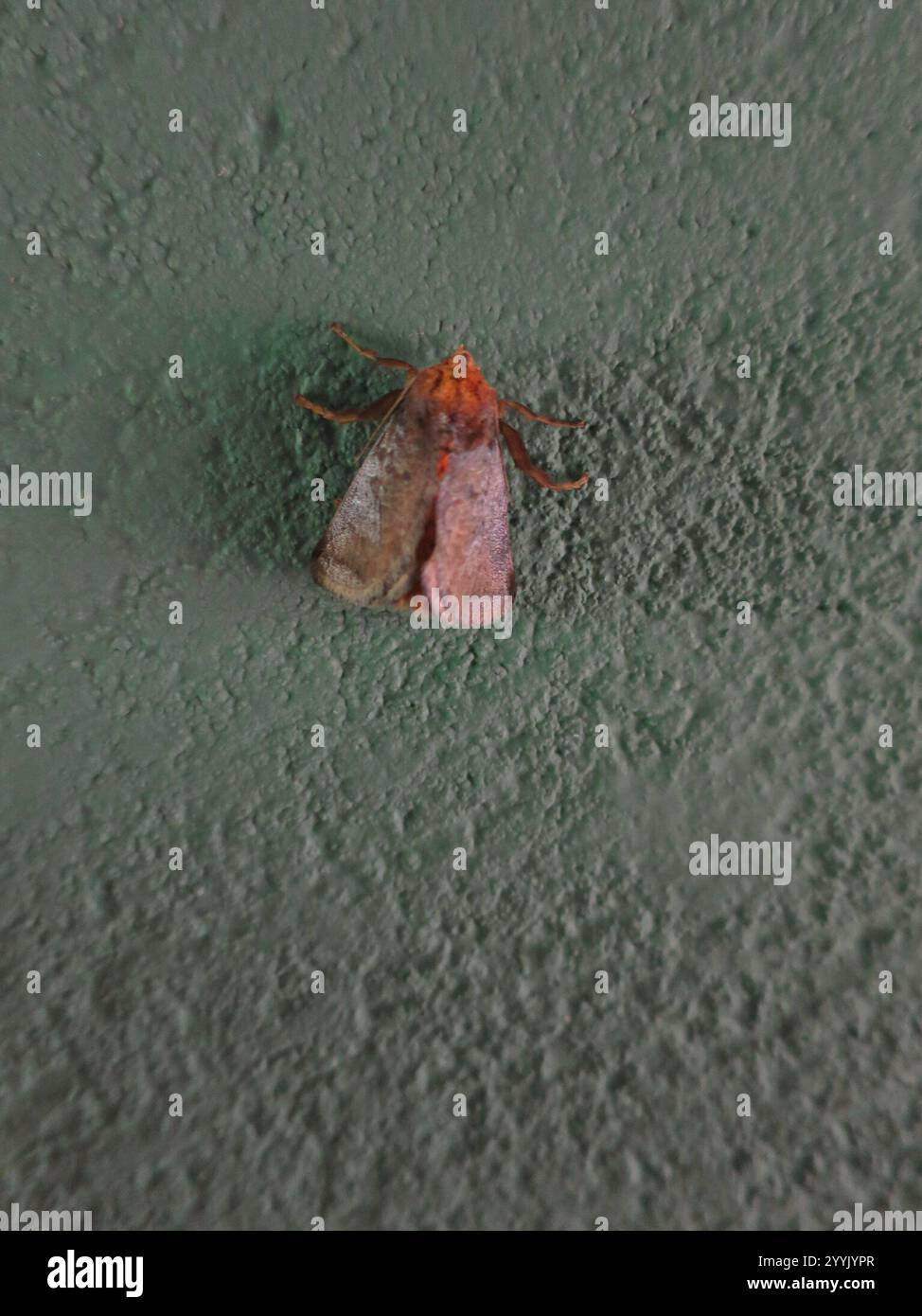 Slug Caterpillar Moths (Limacodidae Stock Photo - Alamy