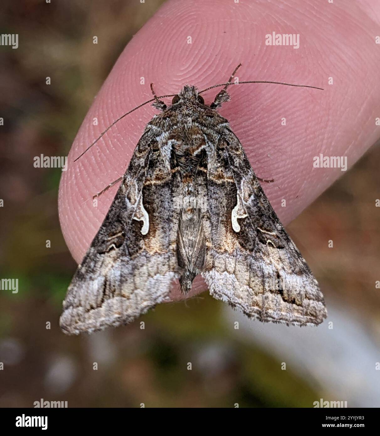 Alfalfa Looper (Autographa californica Stock Photo - Alamy