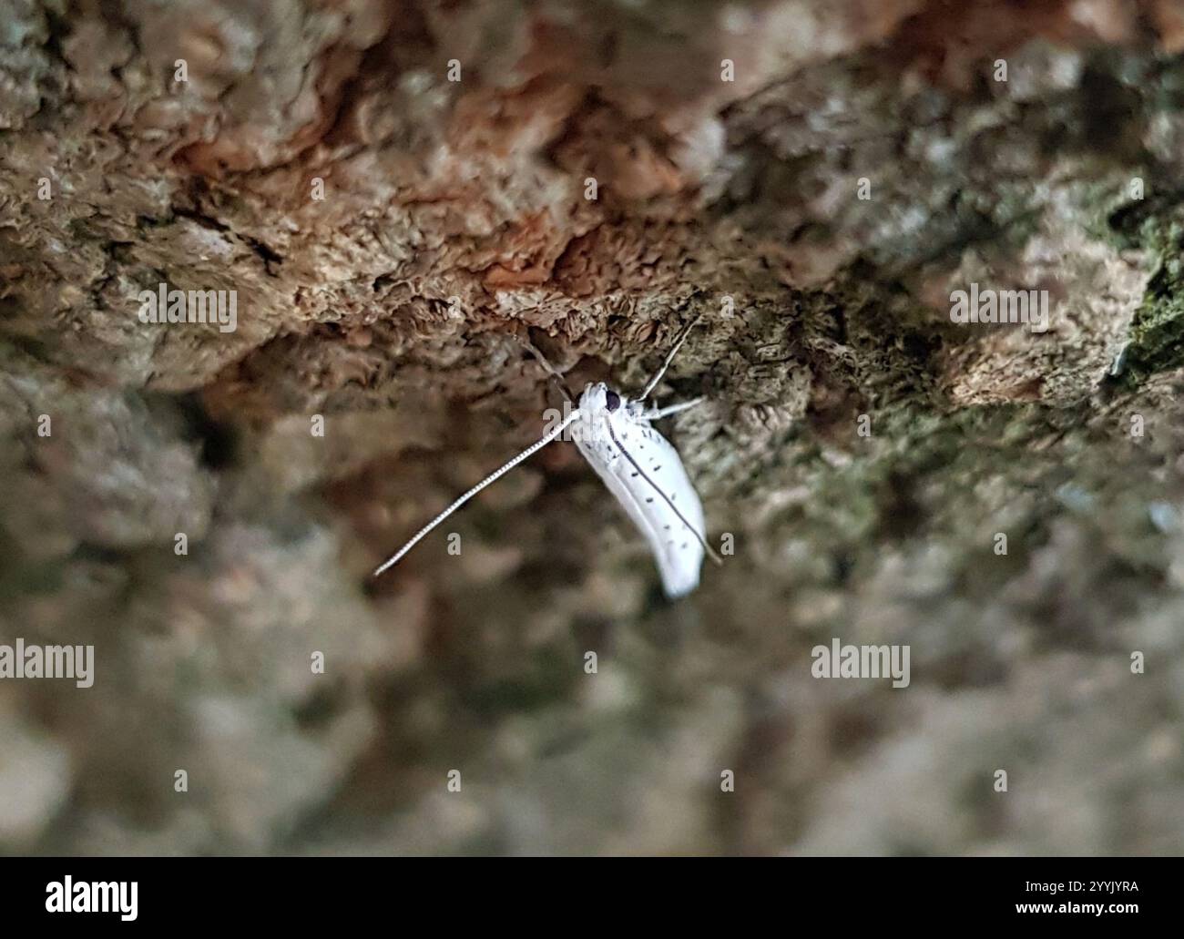 Small Ermine Moths (Yponomeuta Stock Photo - Alamy