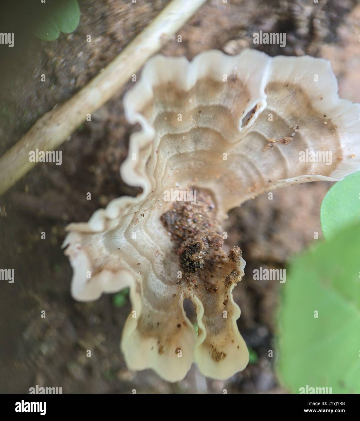 Basidiomycete Fungi (Basidiomycota Stock Photo - Alamy