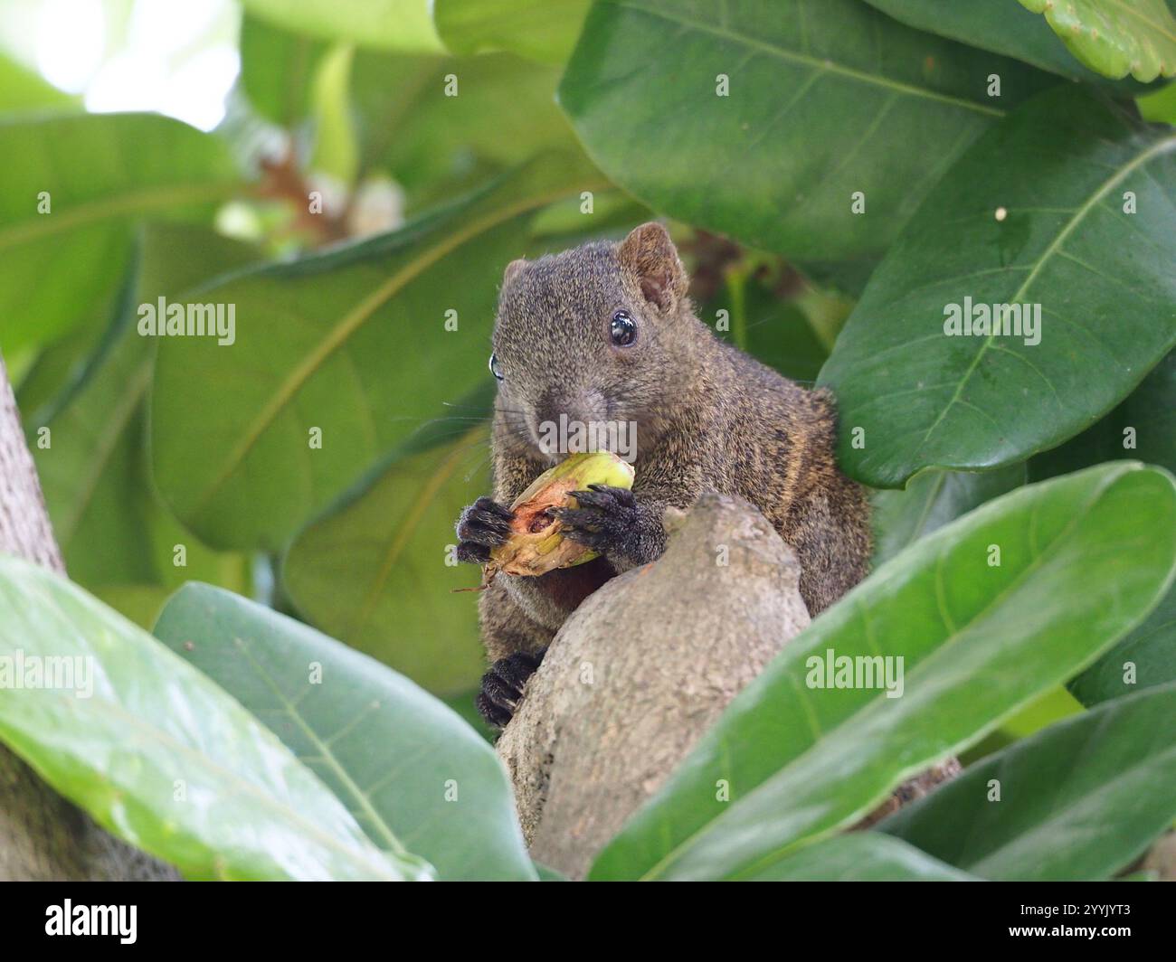 Taiwan Squirrel (Callosciurus erythraeus thaiwanensis Stock Photo - Alamy