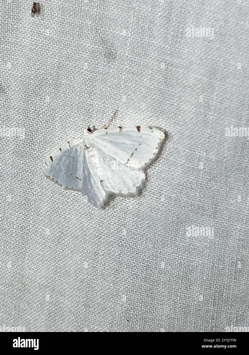 Lesser Maple Spanworm Moth (Macaria pustularia Stock Photo - Alamy