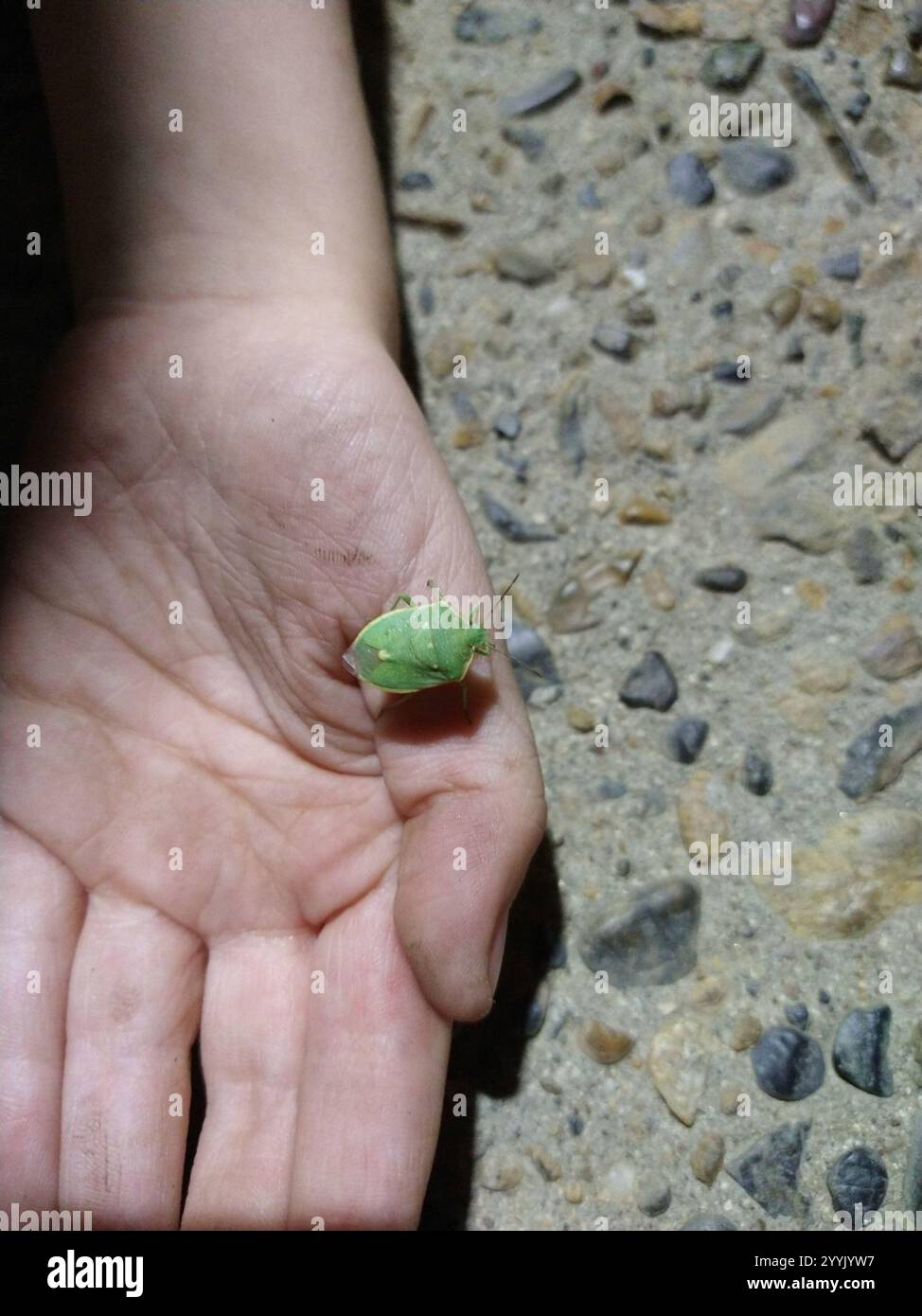 Uhlers hi-res stock photography and images - Alamy