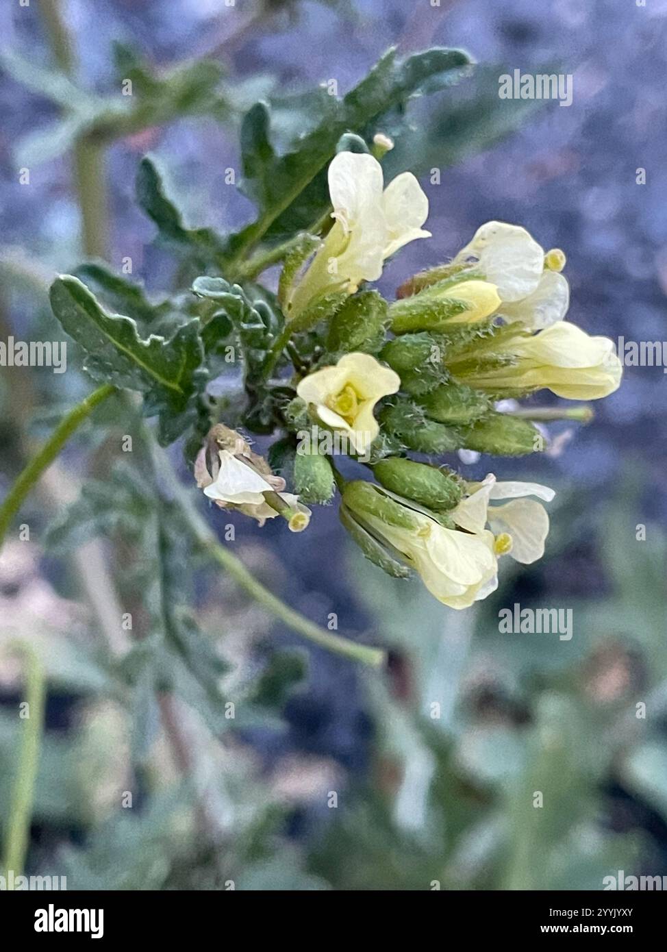 Hairy Rocket (Erucastrum gallicum Stock Photo - Alamy