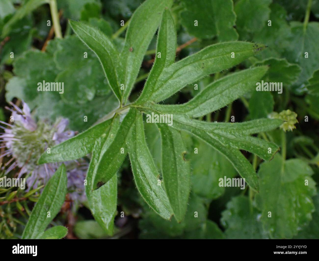 Hydrophyllum capitatum hi-res stock photography and images - Alamy