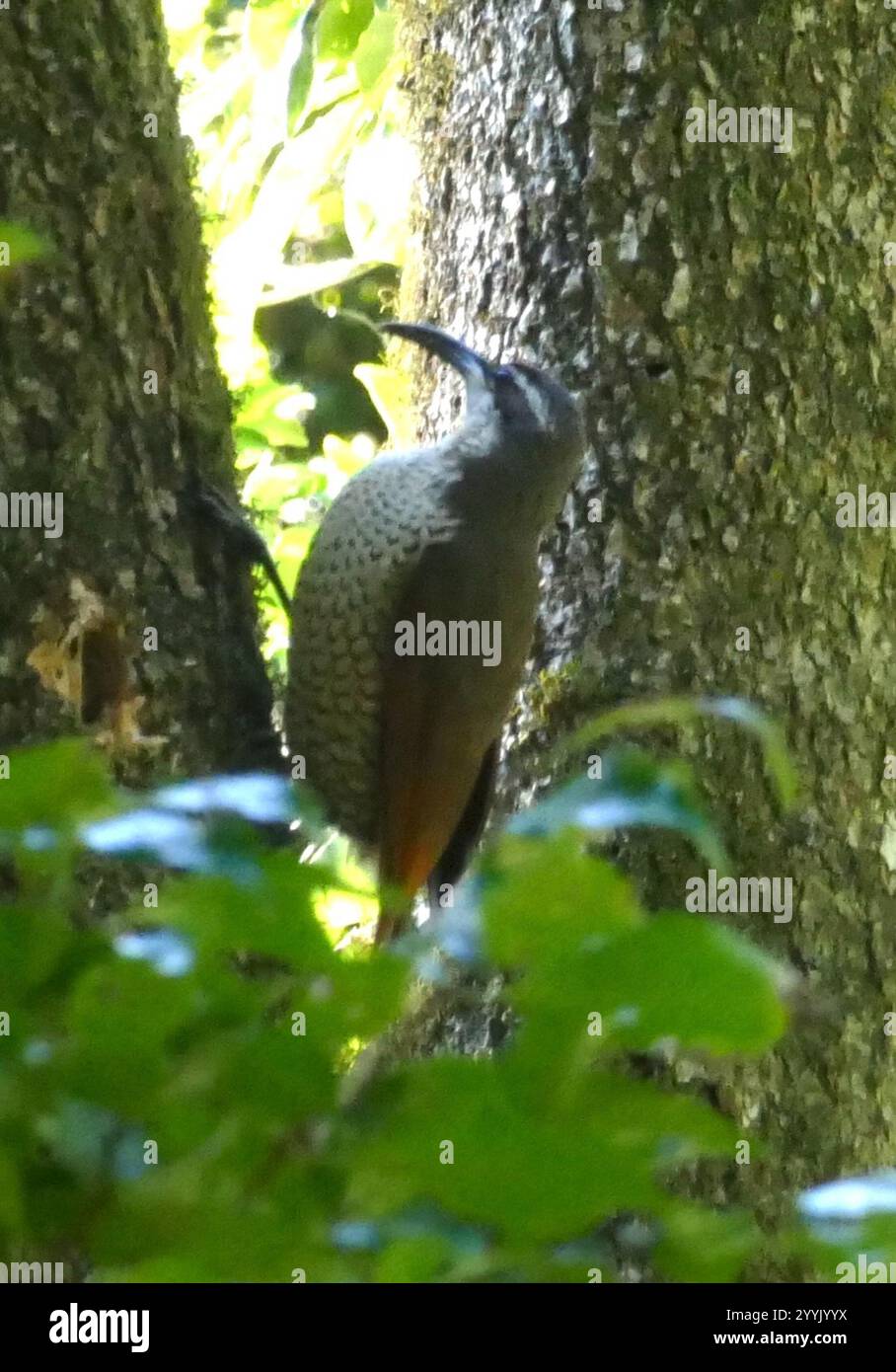 Paradise Riflebird (Ptiloris paradiseus Stock Photo - Alamy